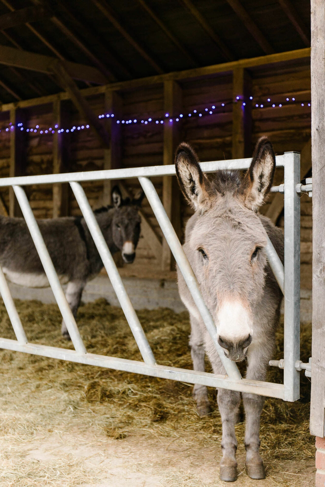 Goddenwick Farm - Sussex Trees